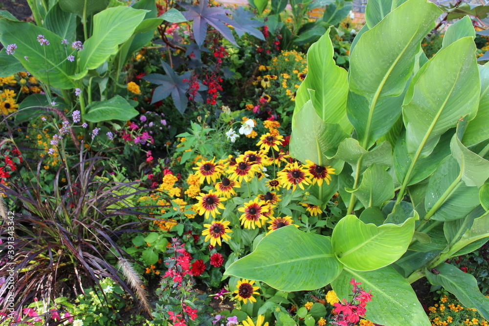 Foto de Pequeño jardín en la ciudad muy variado en coloración flores ...