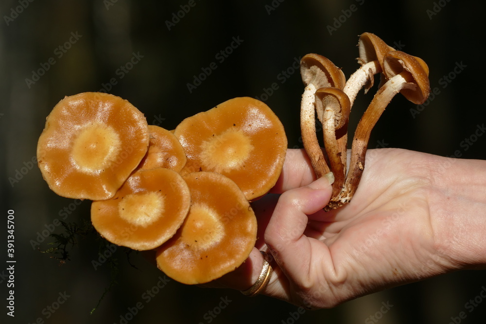 Kuehneromyces mutabilis (pholiota mutabilis), commonly known as the ...