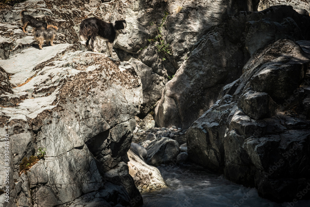 animales en la naturaleza, paisaje de piedra, montaña rocosa y perro ...