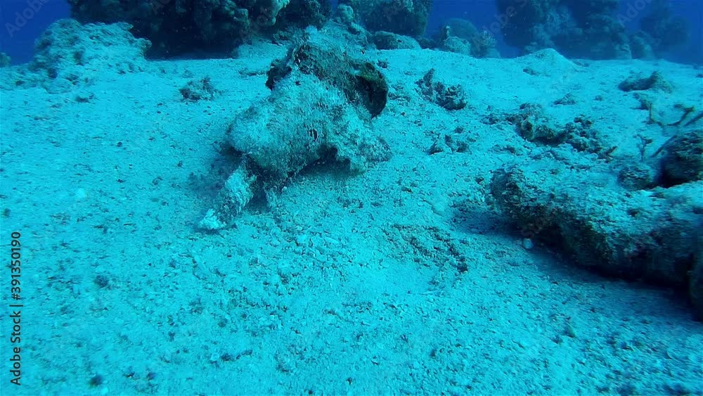 Stonefish walking on the sea floor, Eilat Underwater shot from Israel ...