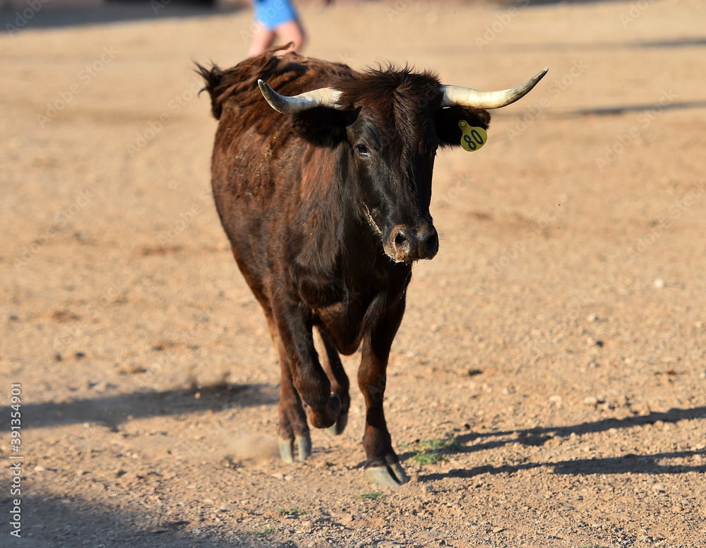 Fotka „toro español corriendo en un tradicional espectaculo de toreo en ...