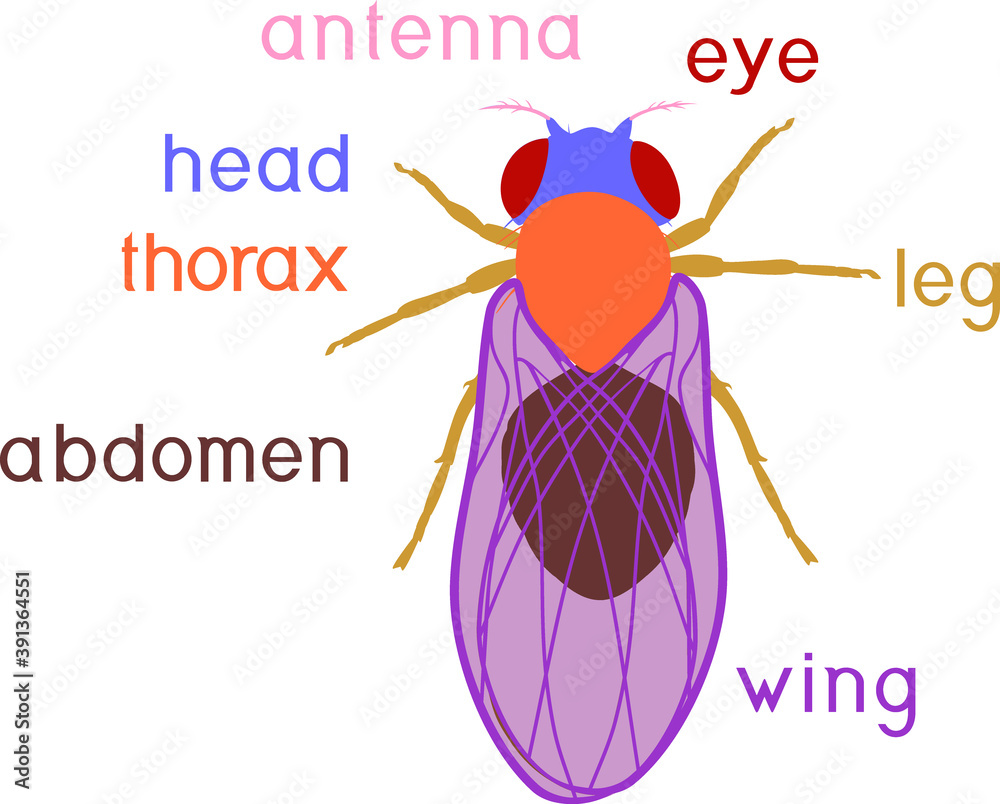 Scheme of structure of fruit fly (Drosophila melanogaster). Educational ...