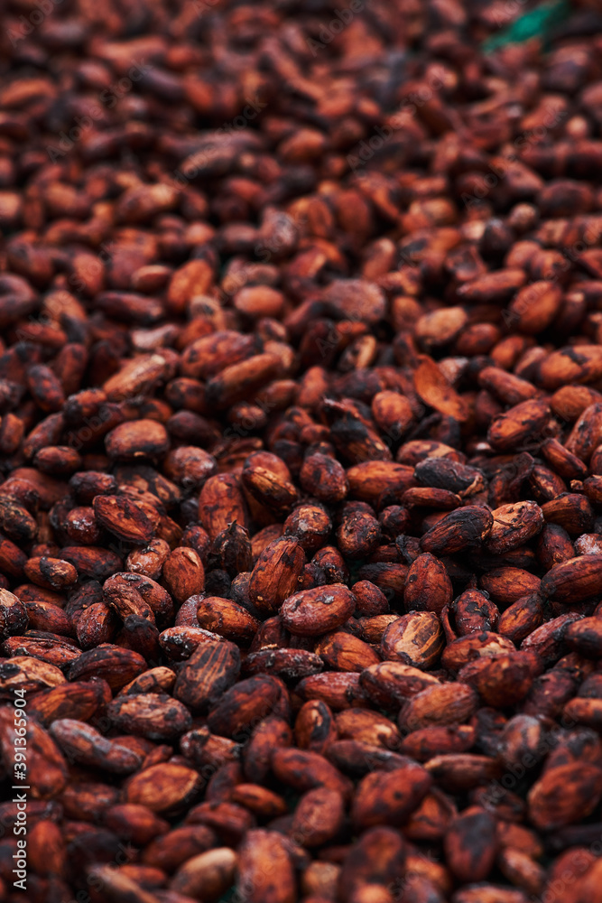 Heap of drying cocoa beans Stock Photo | Adobe Stock