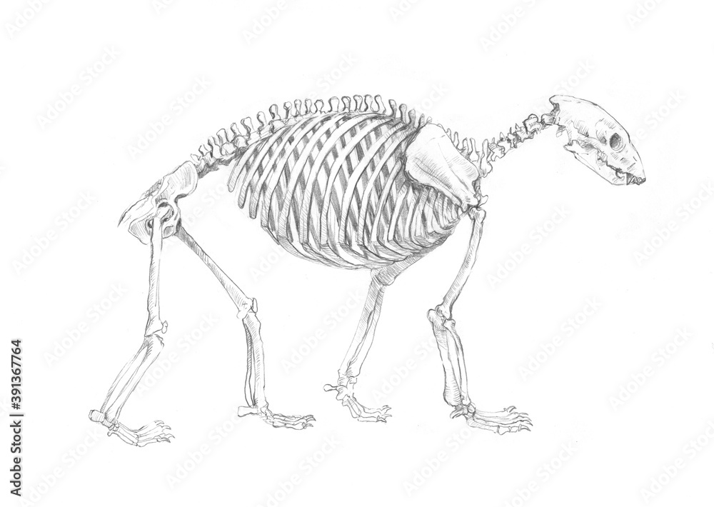 Anatomical sketch of a bear skeleton Stock Illustration | Adobe Stock