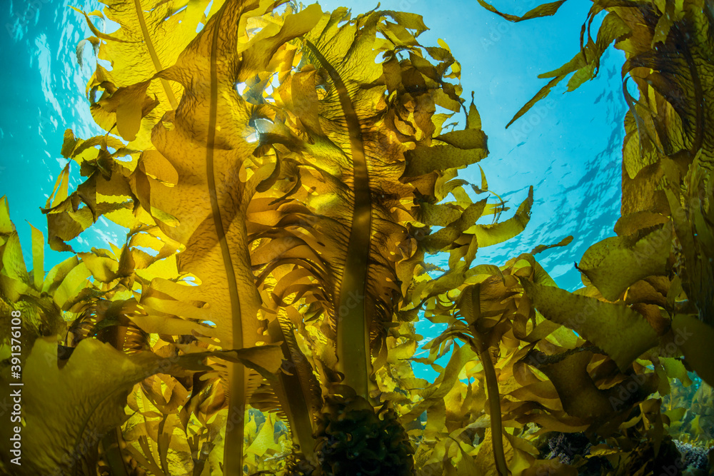 Forest of Seaweed Stock Photo | Adobe Stock
