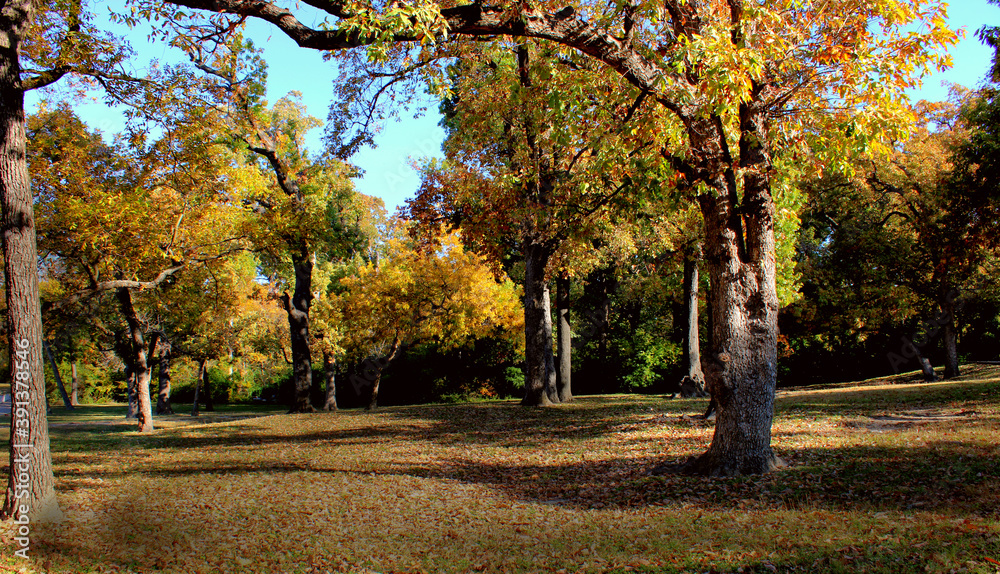 Grove of oak trees changing colors in Autumn, leaves falling to the ...