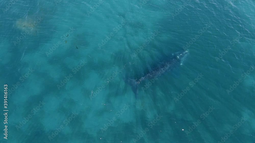 A Lone whale swimming in shallow clear waters of Patagonia - Aerial ...