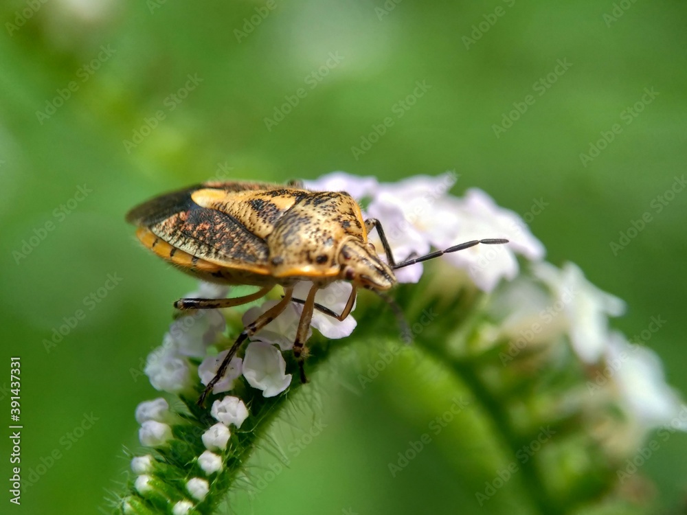 Exotic (Hemiptera, the rice black bug, Scotinophara coarctata) animal ...