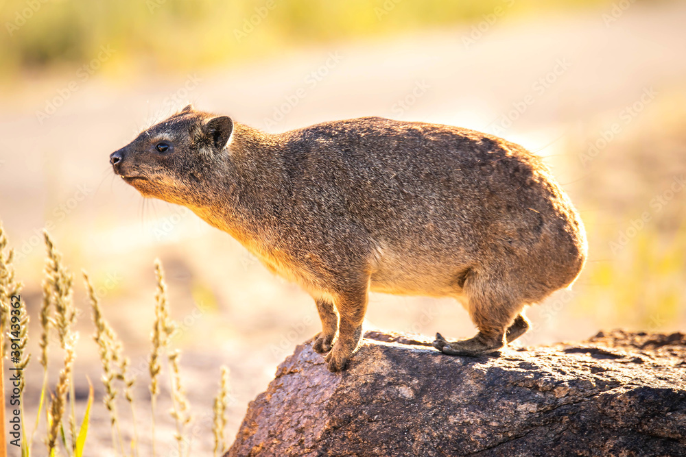 South African brown Rock Dassie / cape Hyrax, standing on a rock and ...