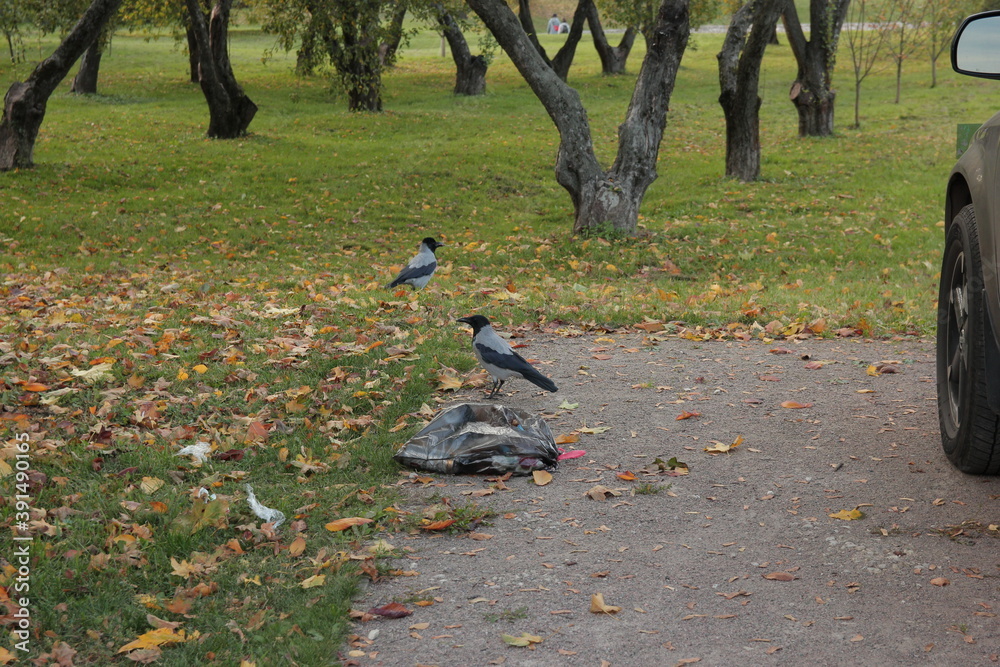 A big gray crow Corvus is sitting on a black plastic garbage bag ...