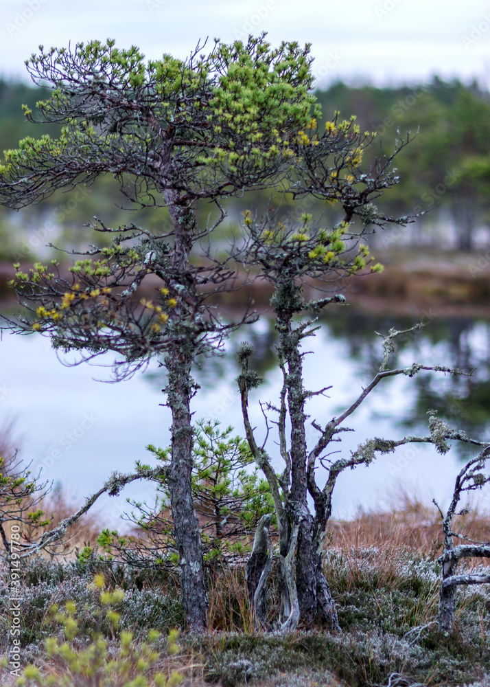marsh pine branches in close-up, crippled mire pines in the autumn ...
