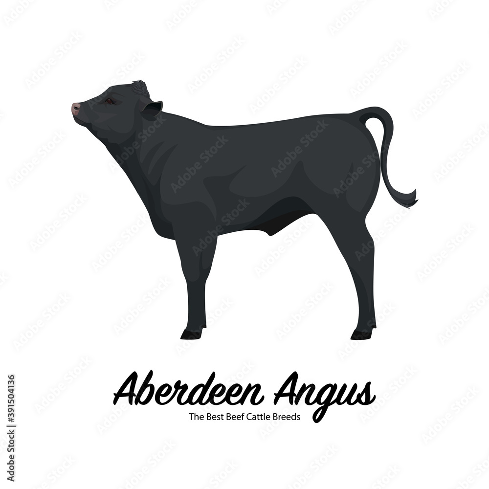 Vetor de Aberdeen Angus Calf - The Best Beef Cattle Breeds. Farm ...