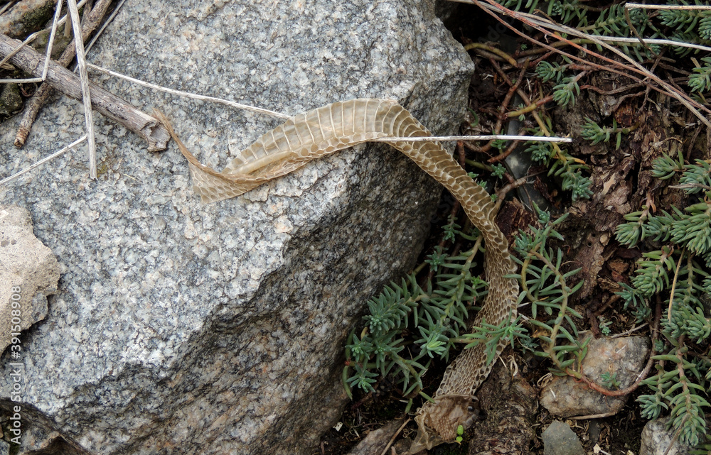 Molting Snake Skin In Nature Conditions Stock Photo | Adobe Stock