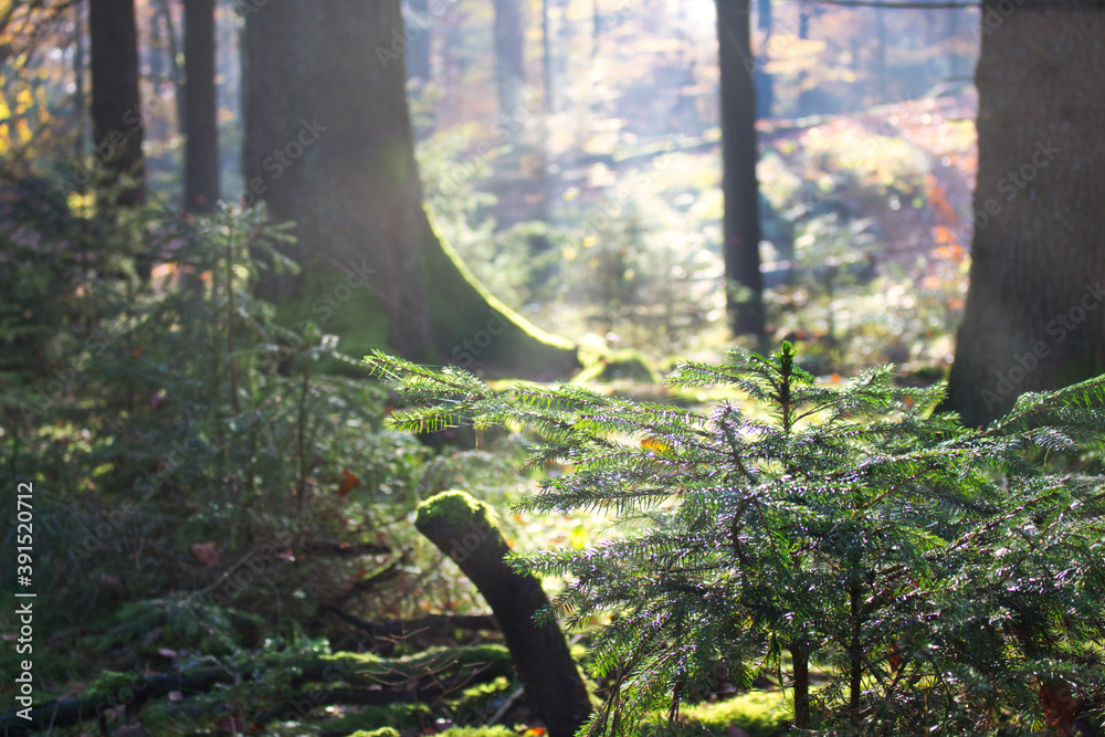 Wald mit Laub und Moos im Herbst Stock Photo | Adobe Stock