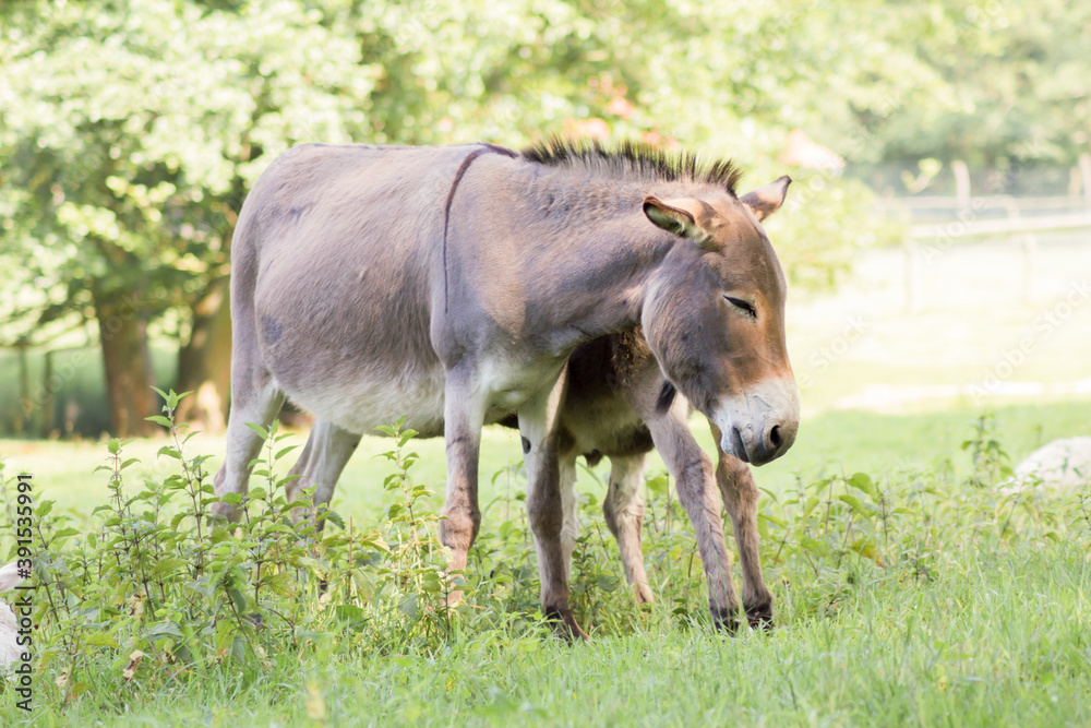Der Hausesel (Equus asinus asinus) ist ein weltweit verbreitetes ...