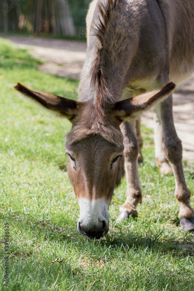 Der Hausesel (Equus asinus asinus) ist ein weltweit verbreitetes ...