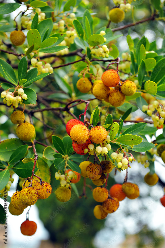 The strawberry tree (Arbutus Unedo) is a species of shrub in the ...