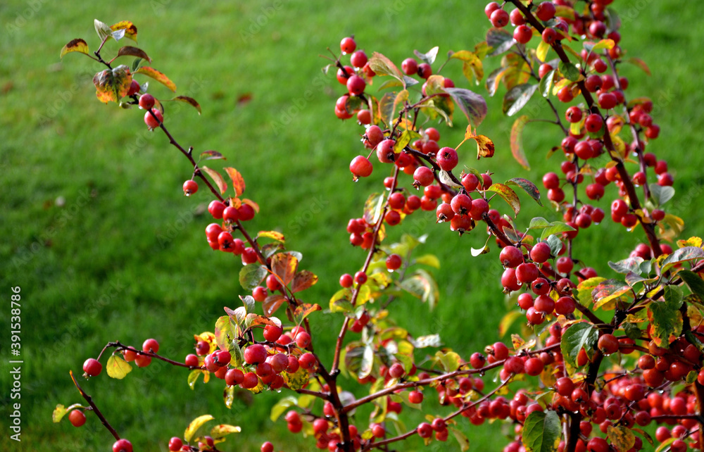 Ornamental apple trees in the park on the square have the shape of ...
