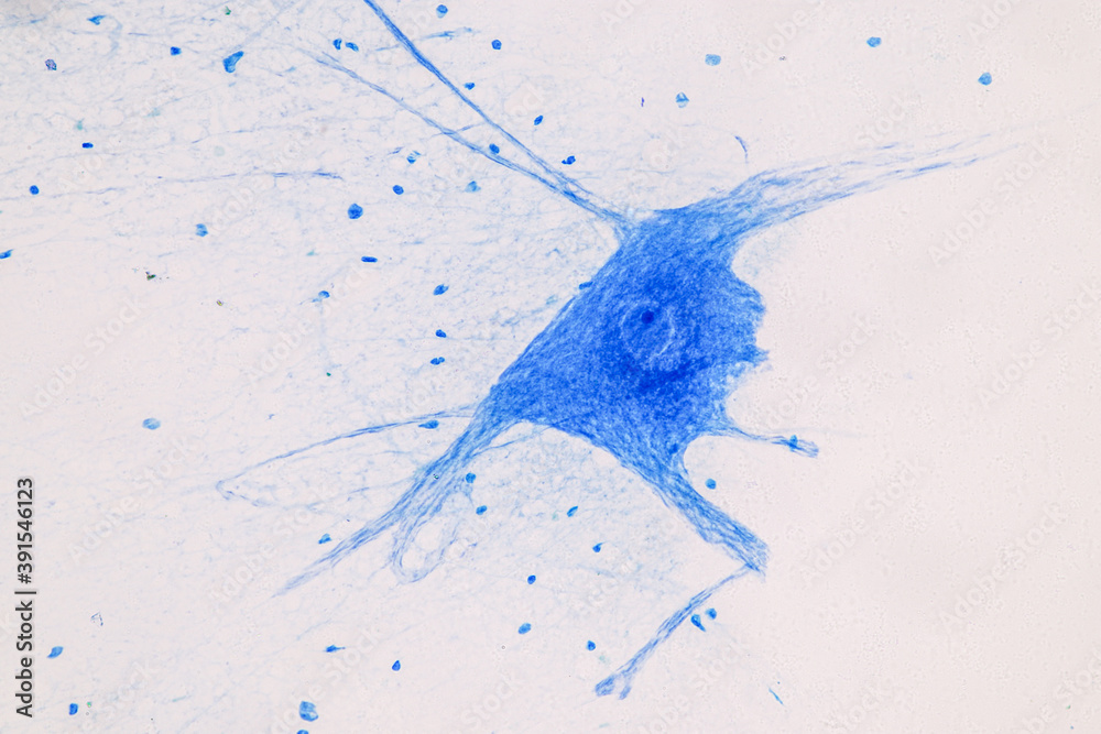 Education Spinal cord and Motor Neuron under the microscope in Lab ...