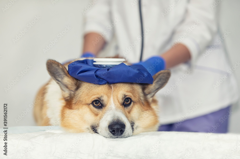 sad sick dog Corgi with a hot water bottle on his head lies on the ...