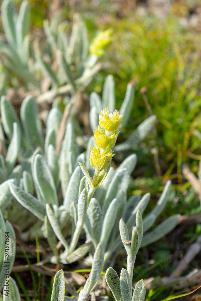Sideritis taurica. Sideritis also known as ironwort, mountain tea and ...