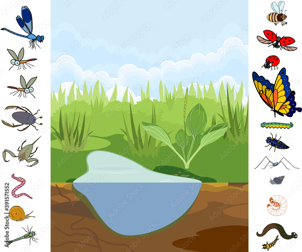 Ecosystem of pond. Puzzle with insects and other invertebrates animals ...