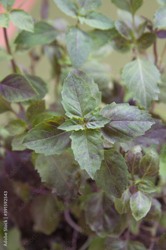 Foto de Purple basil, ocimum basilicum plant, aromatic edible medicinal ...