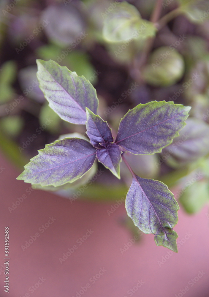 Purple basil, ocimum basilicum plant, aromatic edible medicinal plant ...