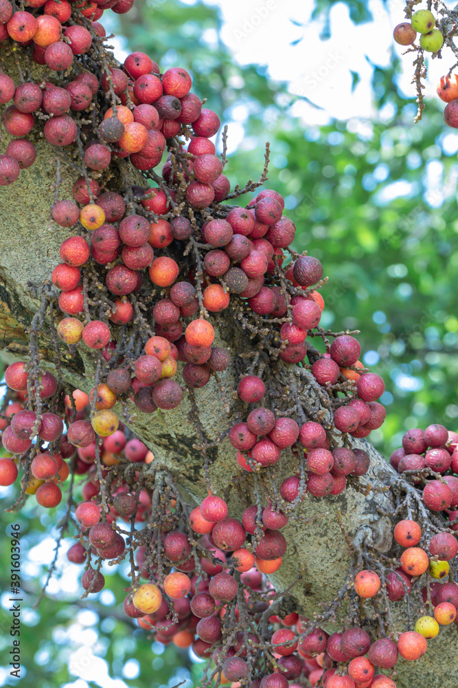 The fruit of Ficus Racemos.The common name Fig fruit,cluster fig tree ...