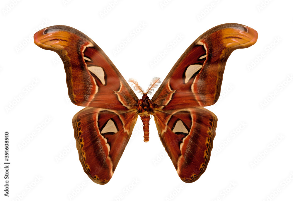 Big brown Attacus Atlas Moth butterfly isolated with clipping path on ...