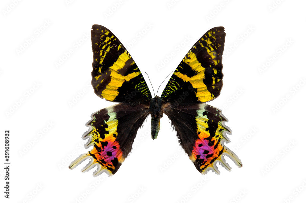 The Sunset Moth Urania riphaeus Tiger Swallowtail butterfly isolated ...