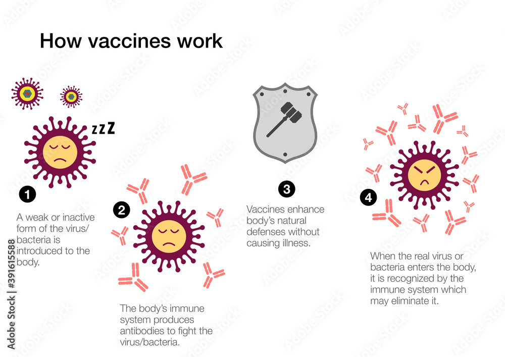 How vaccines work to produce antibodies and stimulate the immune system ...
