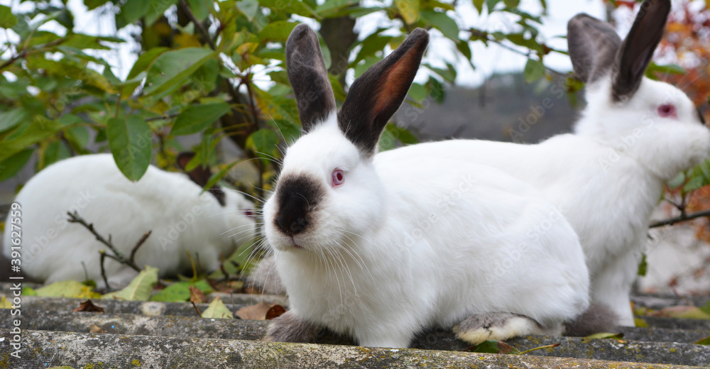 Californian breed rabbits Stock Photo | Adobe Stock