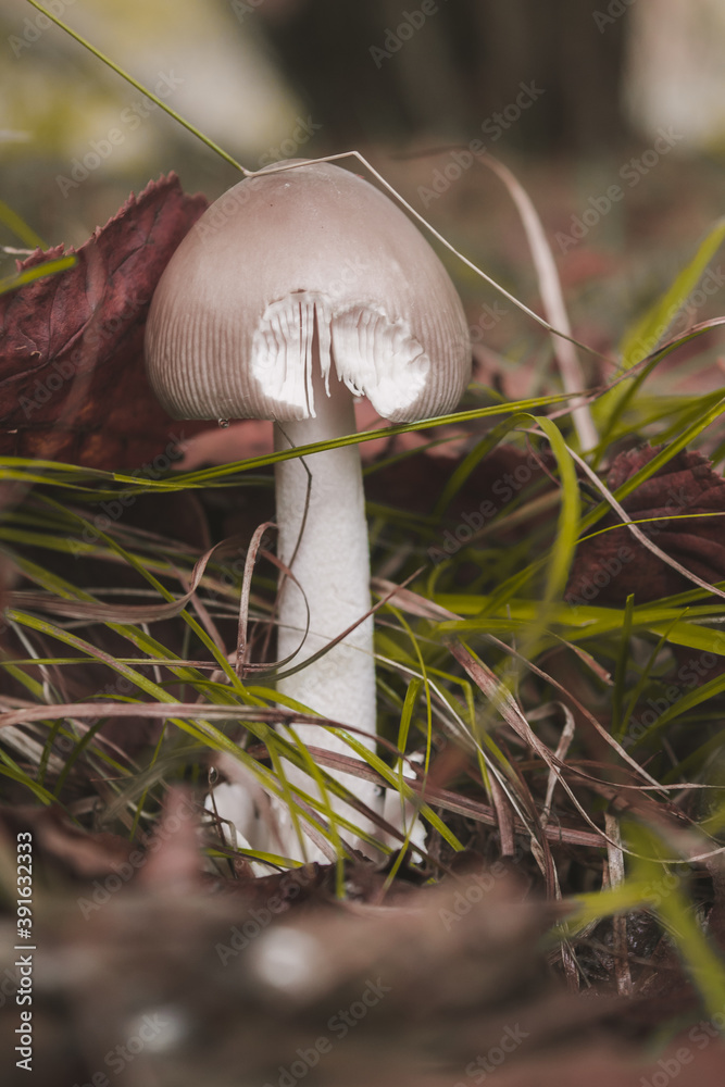 Amanita vaginata known as grisette is edible wild mushroom Stock Photo ...