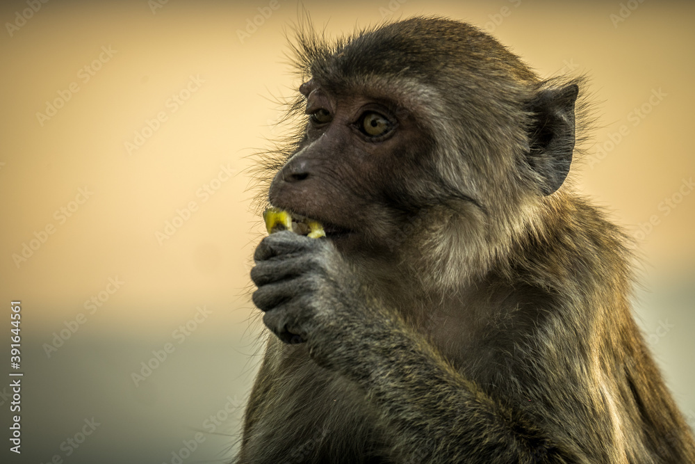 Droopy-eyed monkey eating in zwekabin, myanmar Stock Photo | Adobe Stock