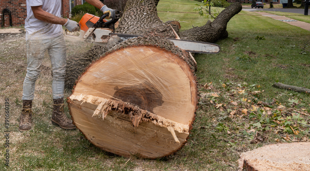 Felled tree cut into pieces with chainsaw - large trunk suburban tree ...