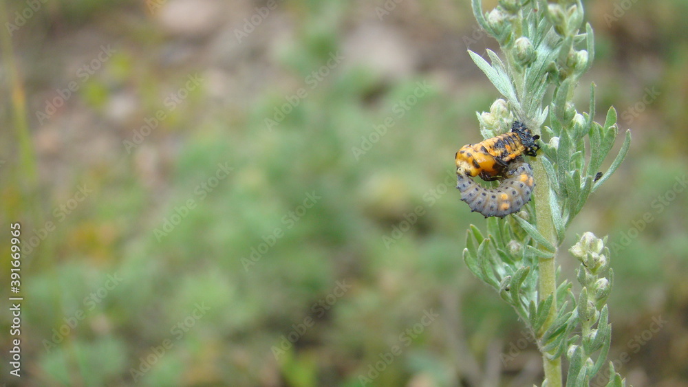Ladybug | larva on a grass stem in nature shed larva skin close up ...