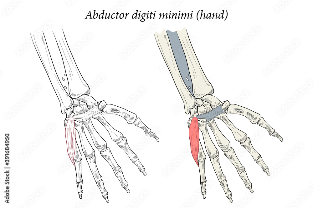 Medical illustration of the superficial muscle of the hand and is ...