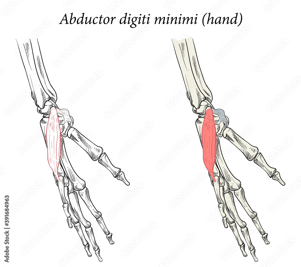 Medical illustration of the superficial muscle of the hand and is ...