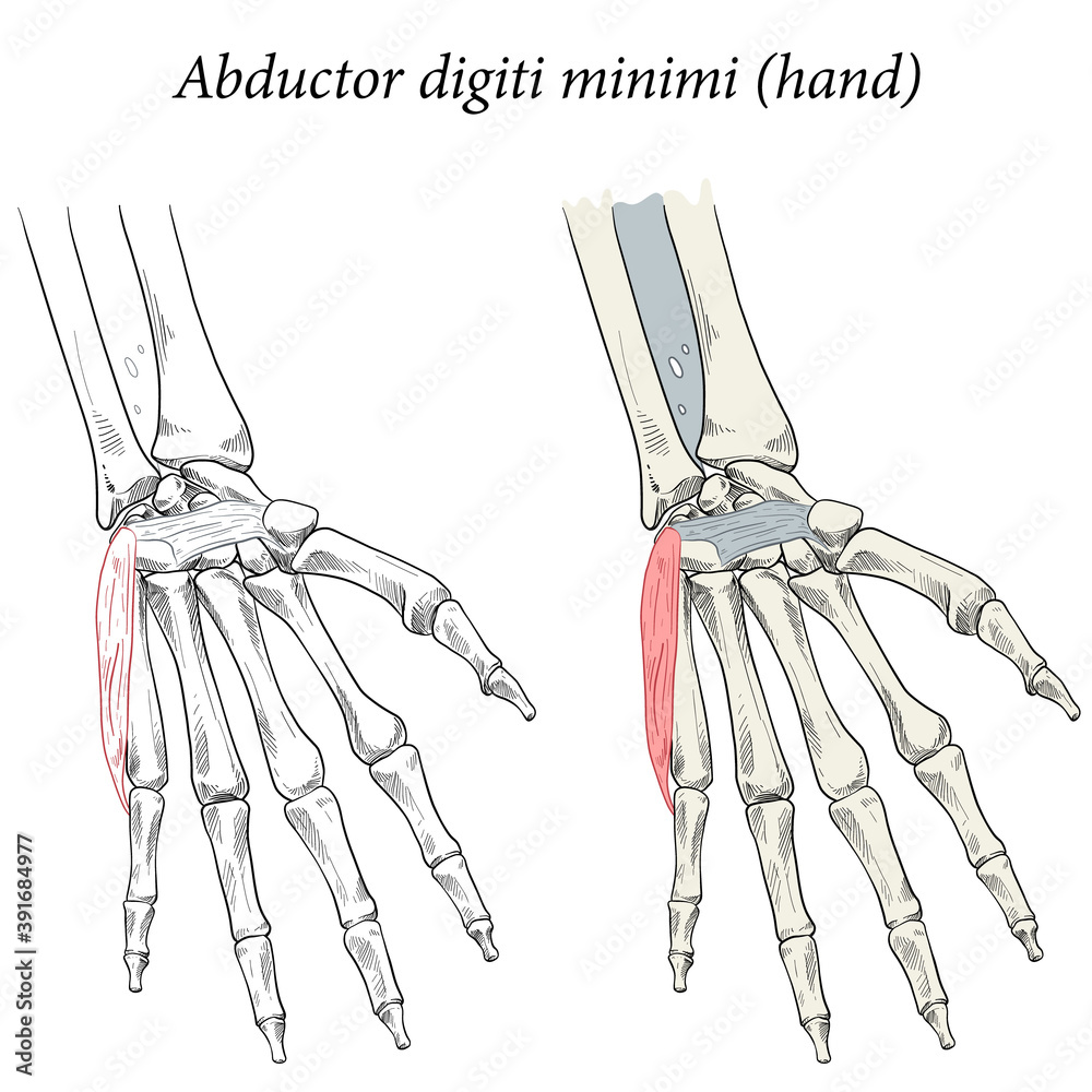 Medical illustration of the superficial muscle of the hand and is ...