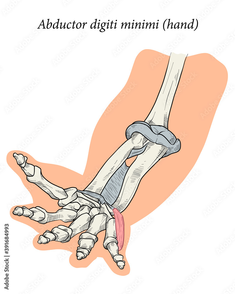 Medical illustration of the superficial muscle of the hand and is ...