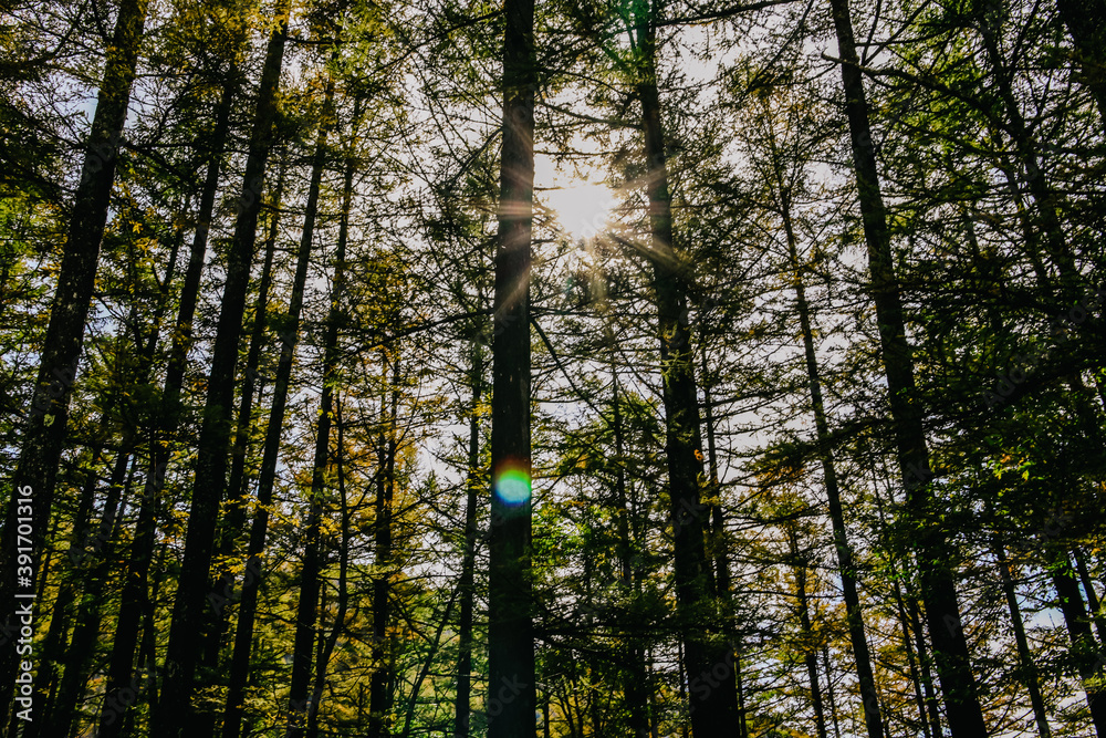 Wooded forest trees back-lit by sunlight rays pouring through trees on ...