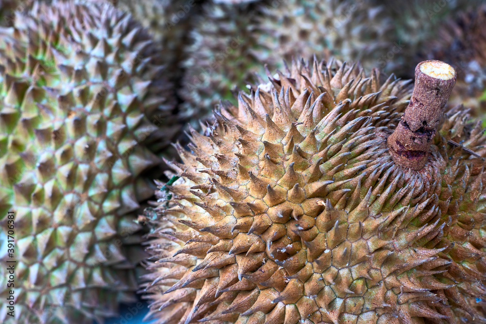 Durian tropical fruit with spikes closeup photo. King of fruits with ...
