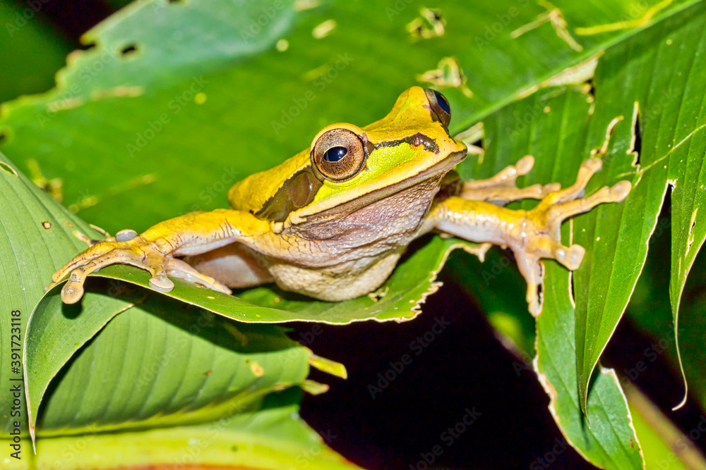 New Granada Cross-banded Tree Frog, Smilisca phaeota, Tropical ...