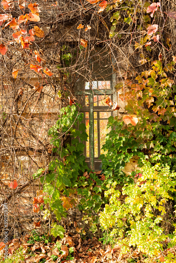 Old-fashioned village house and grapevines trailing over the facade ...