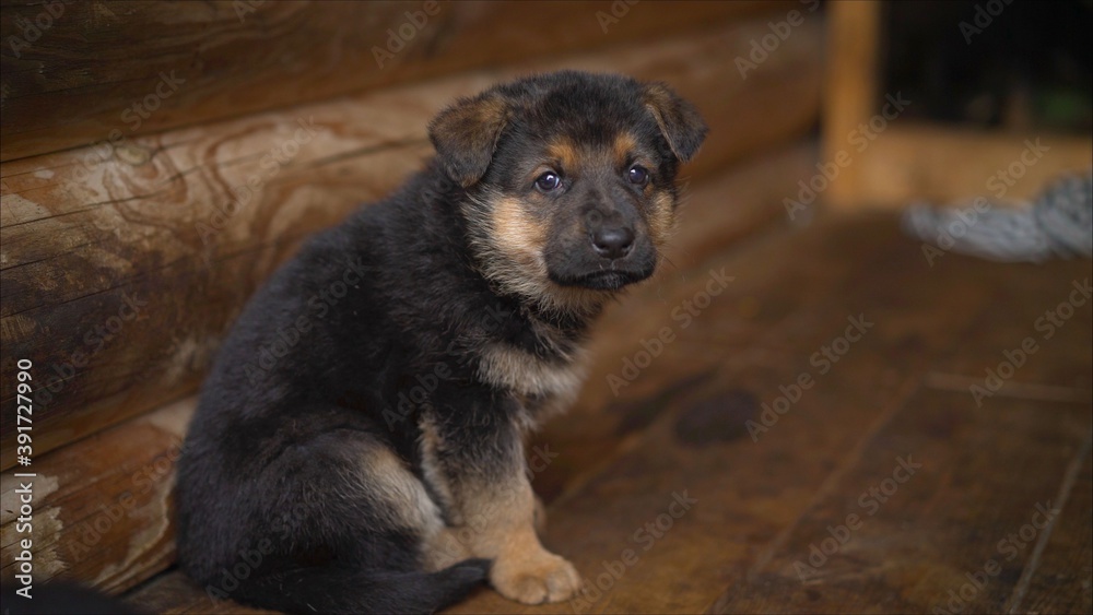 Sad puppy of a shepherd dog. The sad look of a young puppy. Stock Photo ...