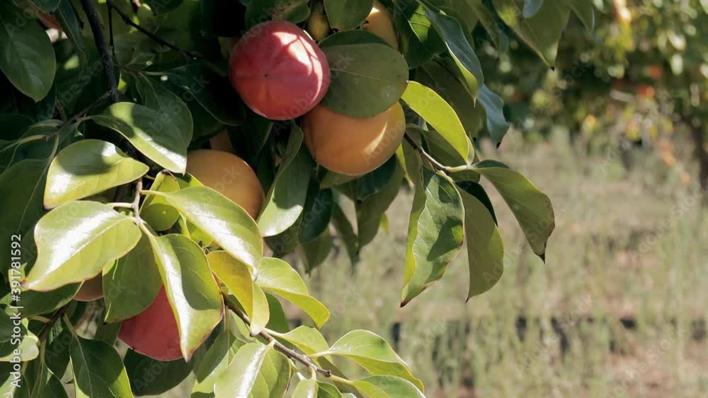 Yellow and orange fruit trees in the rays of the setting sun. Ripe ...