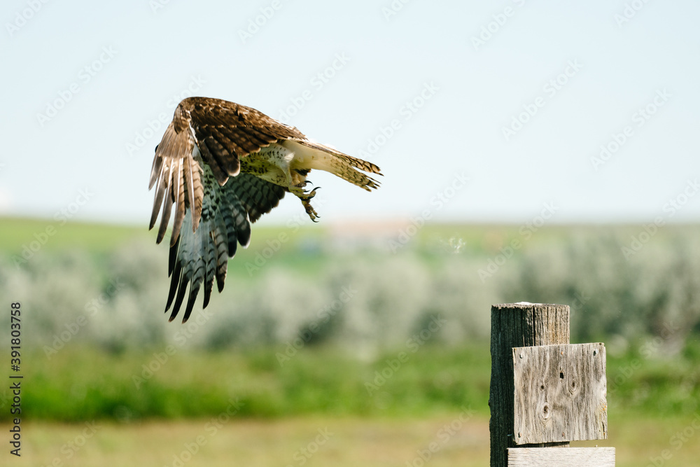 Side view of a Red-Tailed Hawk taking flight Stock Photo | Adobe Stock