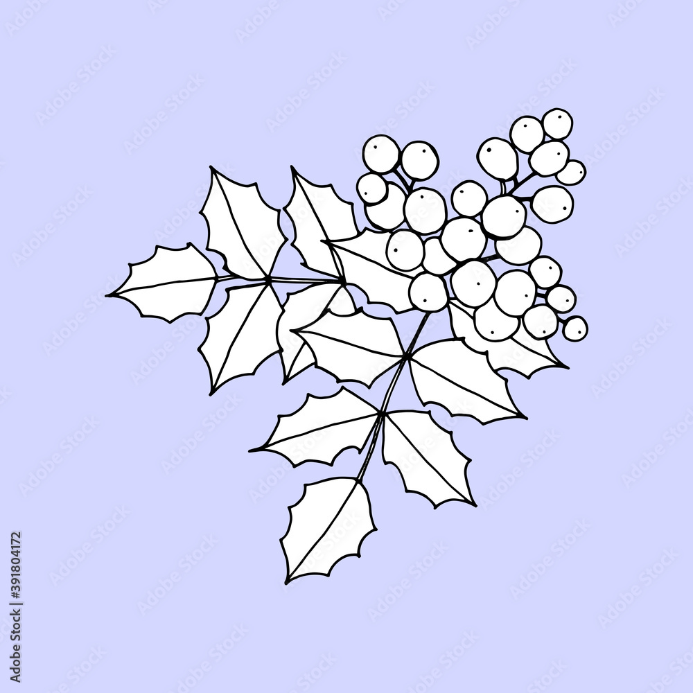 Mahonia aquifolium or Oregon grape branch with berries and leaves black ...