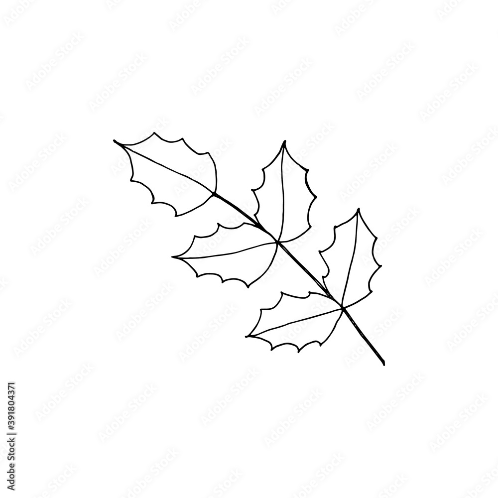 Leaf Mahonia aquifolium or Oregon grape black and white line drawing ...